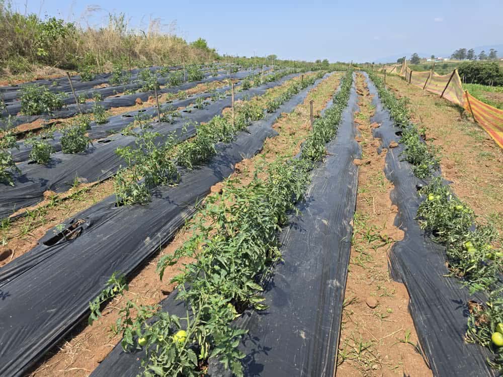 Climate-Smart Practices Boost Farm Profits - Agribusiness Media