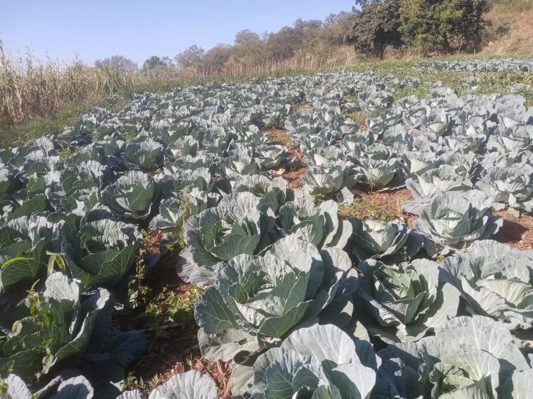 RAIN, ROOTS AND RESILIENCE – MEFIKA TSABEDZE’S SMART FARMING STORY - Agribusiness Media