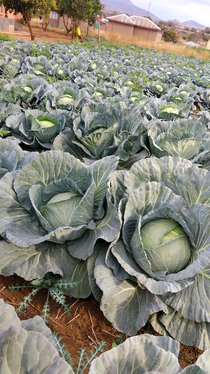 BONISWA MALAZA: CULTIVATING BRILLIANCE THROUGH BABY MARROW AND CABBAGE FARMING - Agribusiness Media