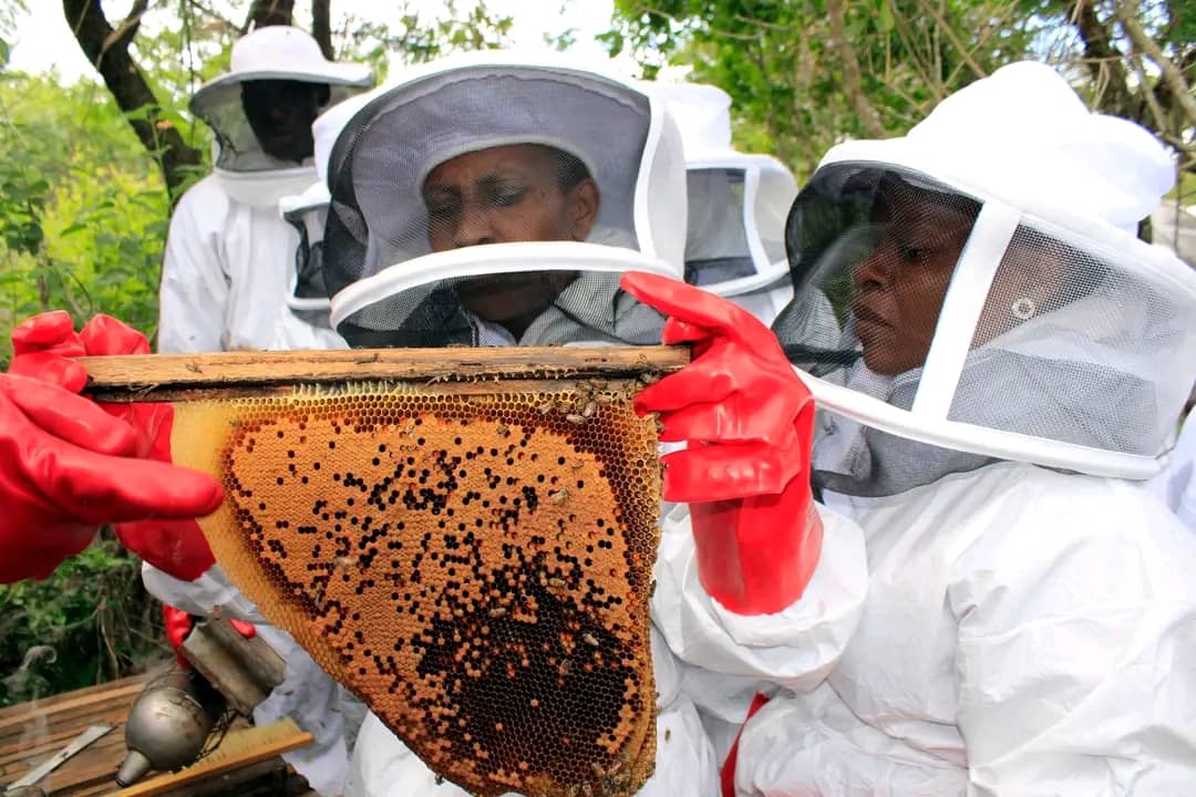 FAO EMPOWERS ESWATINI FARMERS THROUGH TRANSFORMATIVE BEEKEEPING INITIATIVE - Agribusiness Media
