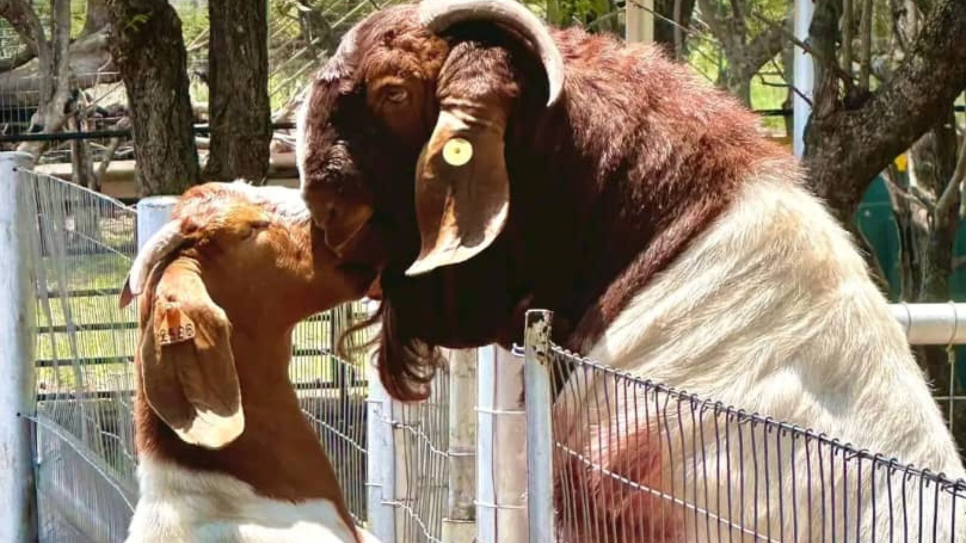 GOAT FARMING EMERGES AS A SMART, PROFIT-DRIVEN LIVESTOCK BUSINESS IN ESWATINI - Agribusiness Media