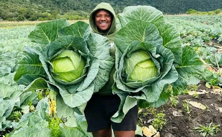 PROTECTING CABBAGE IN THE RAINY SEASON: THE ULTIMATE SPRAY PROGRAM ...