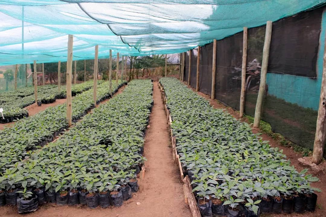 FAO BUILDING 36 SHADE NET STRUCTURES FOR FARMERS ACROSS THE COUNTRY ...