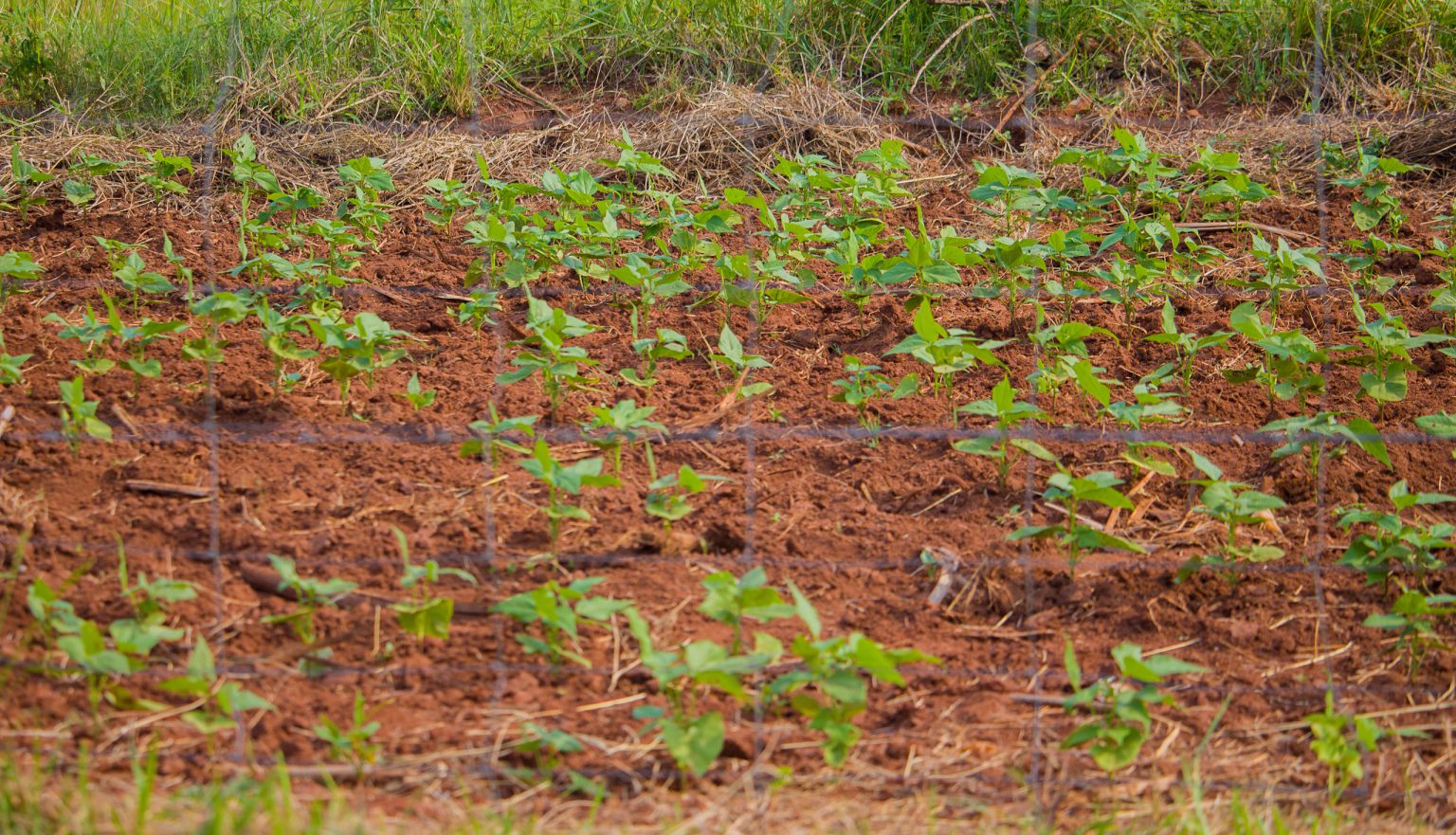 CHOOSING BEAN SEED VARIETIES: GUIDANCE FROM LAKE AGRICULTURE ...