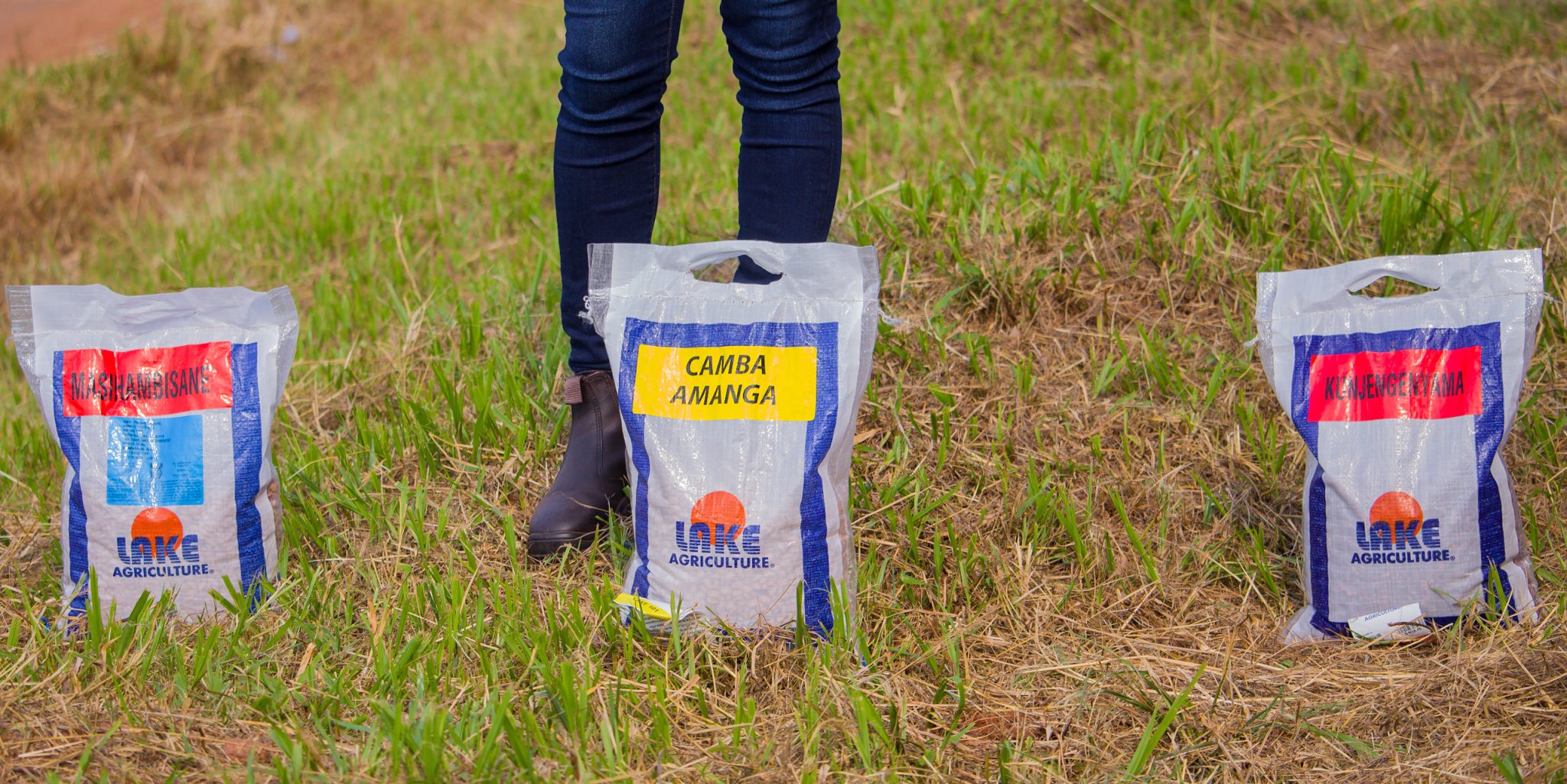 CHOOSING BEAN SEED VARIETIES: GUIDANCE FROM LAKE AGRICULTURE ...