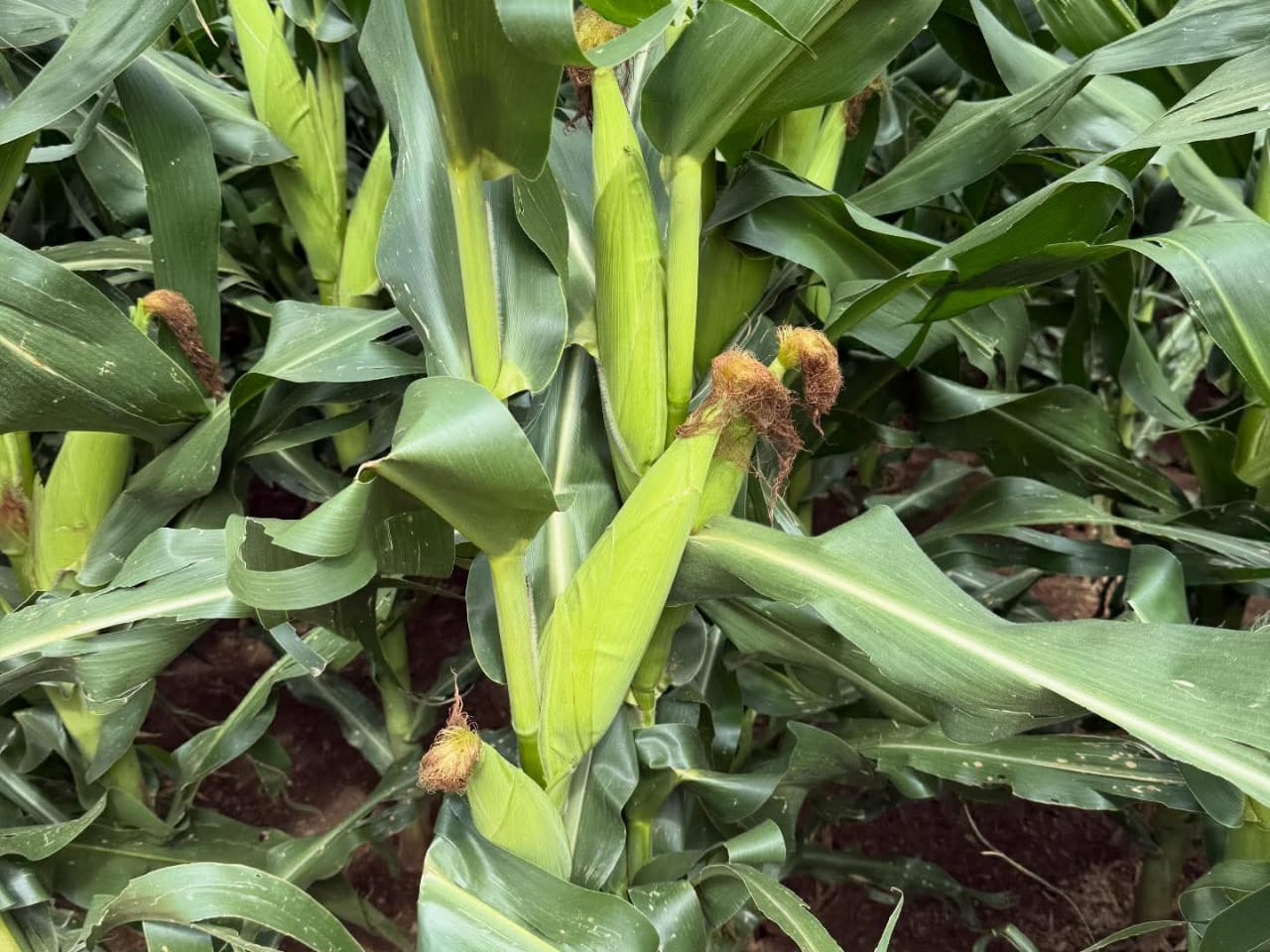 LAKE AGRICULTURE INTRODUCES CLIMATE-ADAPTED MAIZE HYBRIDS TO SUPPORT ...