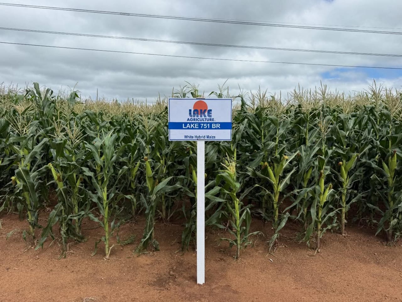 LAKE AGRICULTURE INTRODUCES CLIMATE-ADAPTED MAIZE HYBRIDS TO SUPPORT ...